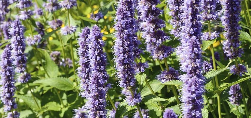 Patchouli - a planta oriental com propriedade de cura | WeMystic Brasil